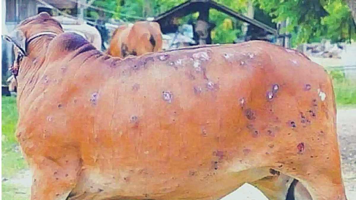 What Is Lumpy Skin Disease Know Symptoms Prevention And Treatment Here What Is Lumpy Skin Disease Know Symptoms Prevention And Treatment Here